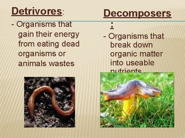REVIEW Species organisms that are able to reproduce