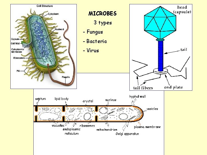 Microbes and disease What are we learning today