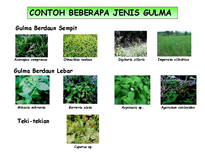 KLASIFIKASI PERKEMBANGBIAKAN DAN PENYEBARAN GULMA A Cara klasifikasi