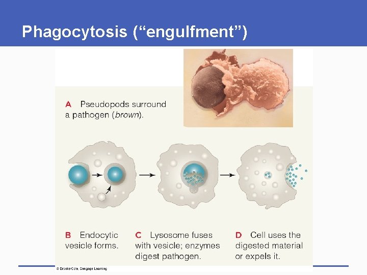 A Closer Look at Cell Membranes Aim How
