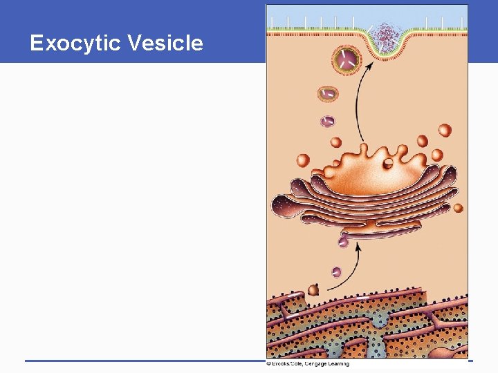 A Closer Look at Cell Membranes Aim How
