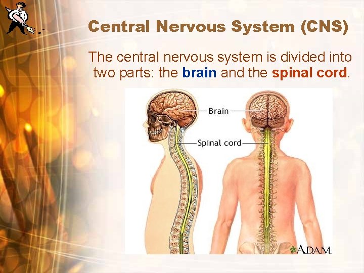 Body Balance Year 9 Science The Nervous System