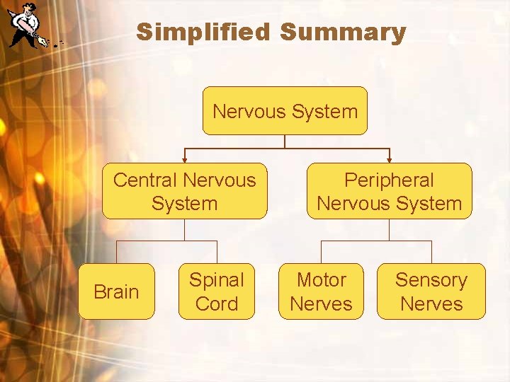 Body Balance Year 9 Science The Nervous System