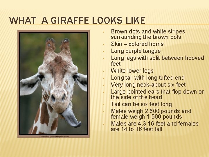 GIRAFFES Longest necked animal By NH INTRODUCTION Scientific