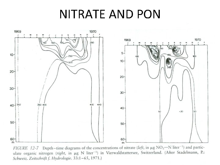 THE NITROGEN CYCLE IN SURFACE WATERS PHYTOPLANKTON ELEMENTAL
