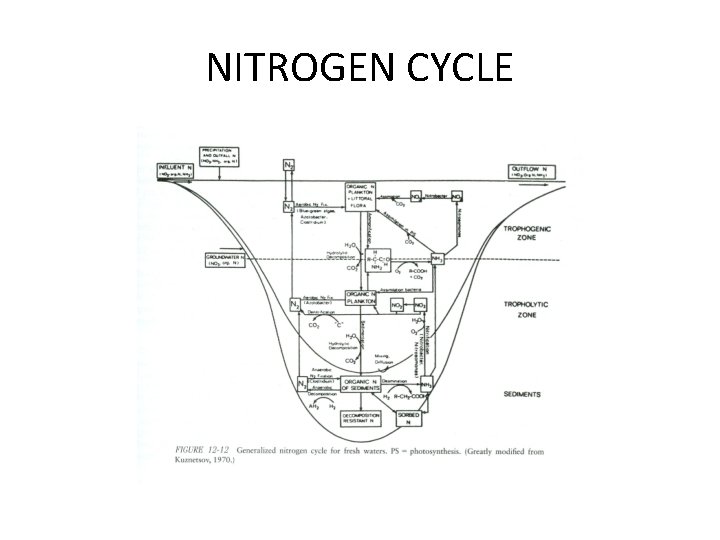THE NITROGEN CYCLE IN SURFACE WATERS PHYTOPLANKTON ELEMENTAL