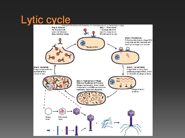 Viruses of Bacteria Chapter 13 What am I