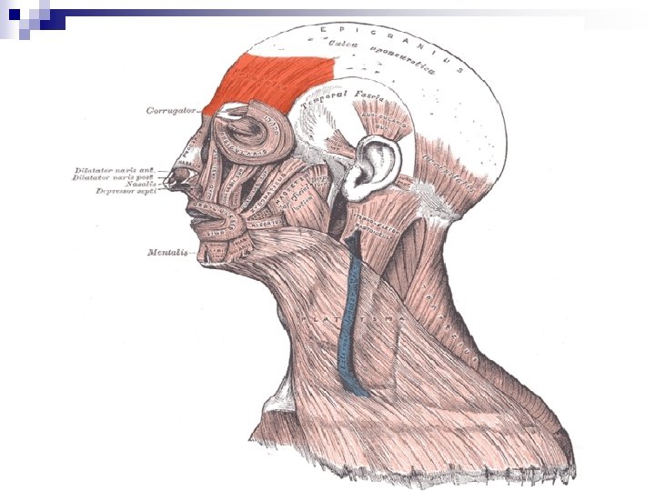 The Muscular System Muscles in the Body There