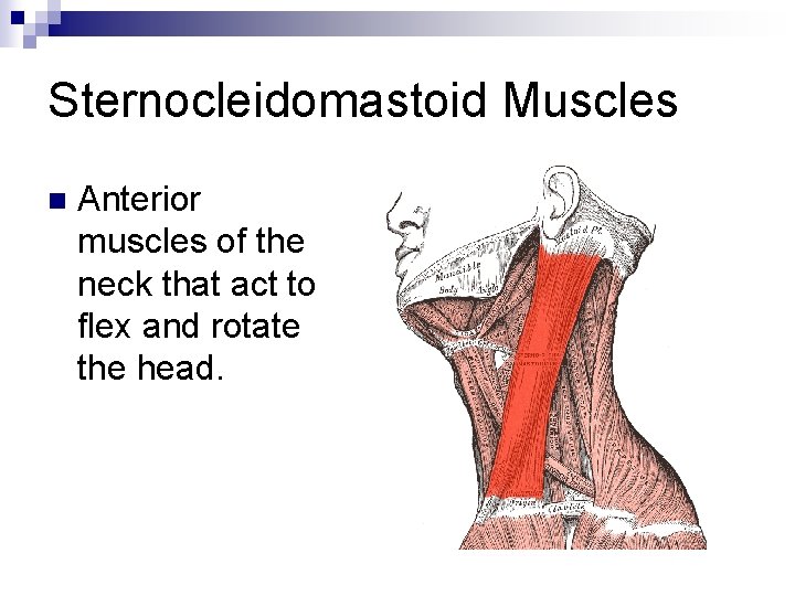 The Muscular System Muscles in the Body There