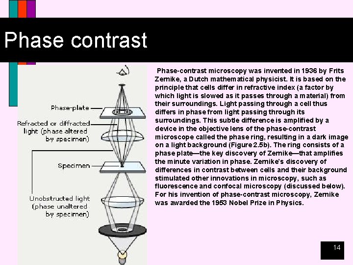 MICROSCOPY AND STAINING CHAPTER 3 Metric Units 2