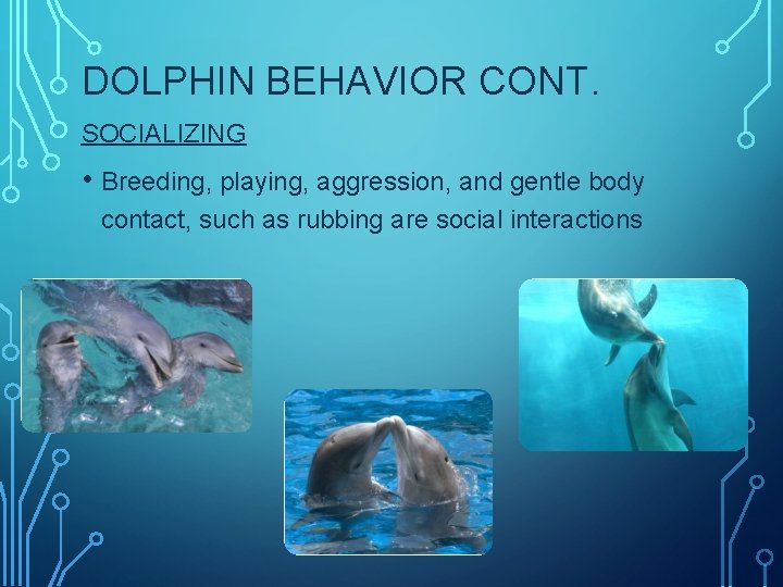 THE COVE PROJECT BY MR MARTELLS ENVIRONMENTAL SCIENCE