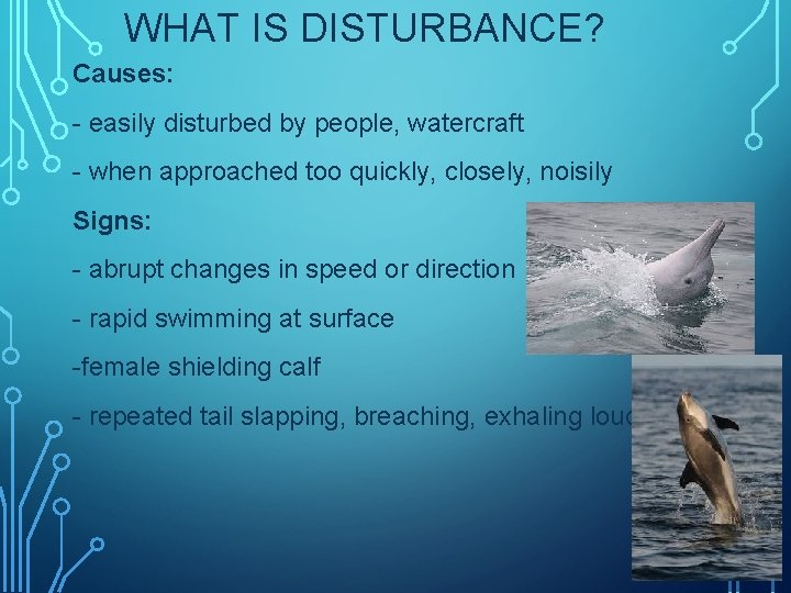 THE COVE PROJECT BY MR MARTELLS ENVIRONMENTAL SCIENCE