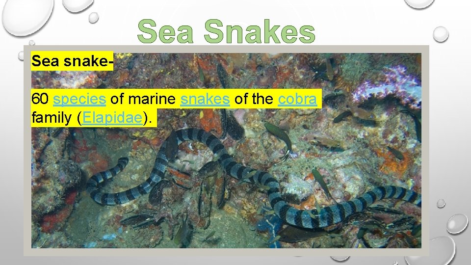 Sea snake 60 species of marine snakes of