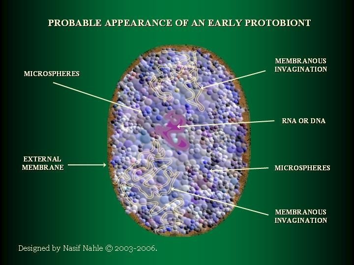 OPTION D EVOLUTION Biology HL Mrs Ragsdale Origins