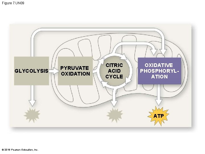 CAMPBELL BIOLOGY IN FOCUS URRY CAIN WASSERMAN MINORSKY