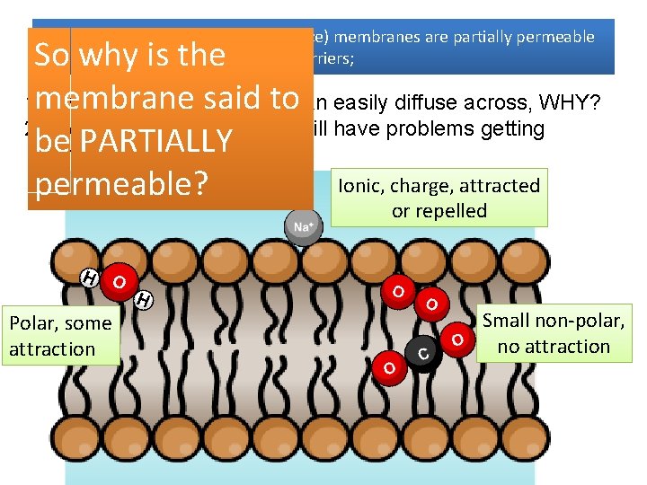 Learning objectives for Cell membranes a outline the