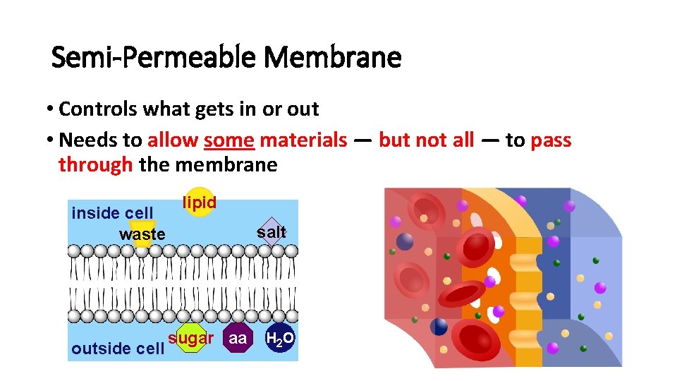 Why is the cell membrane so important Cell