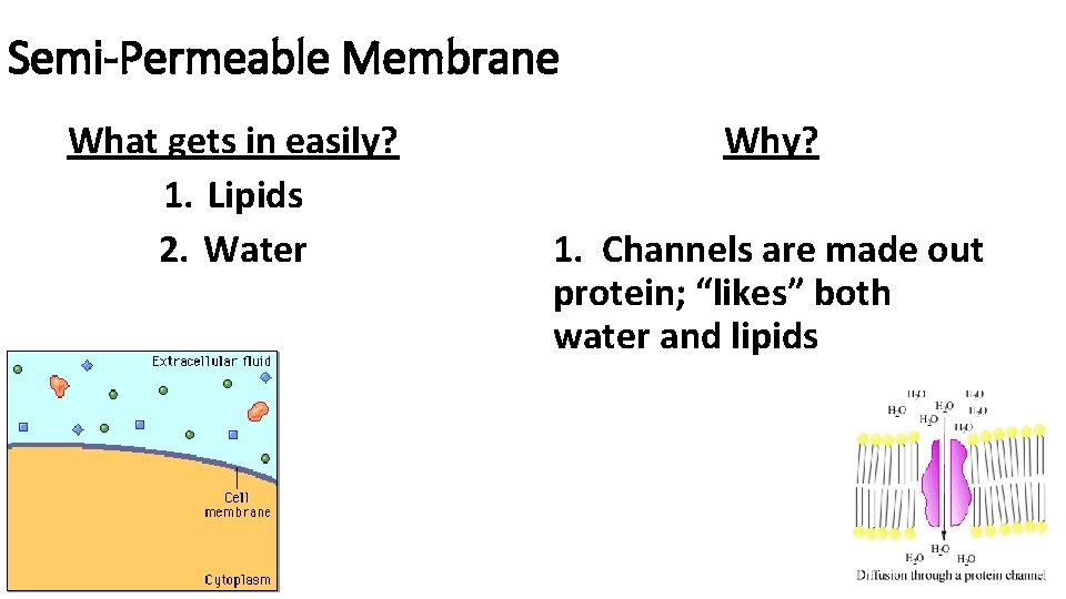 Why is the cell membrane so important Cell