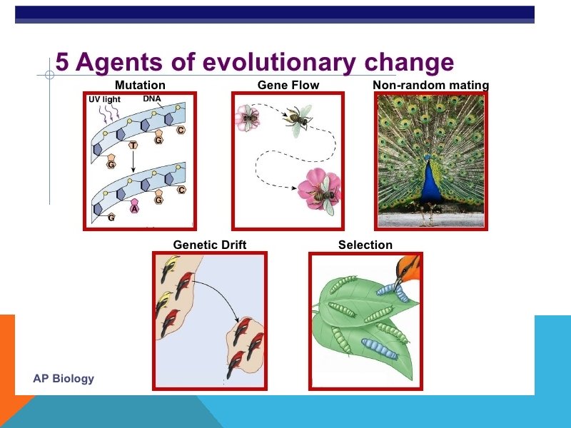 Biochemical Evidence for Evolution Learning Goals 1 I
