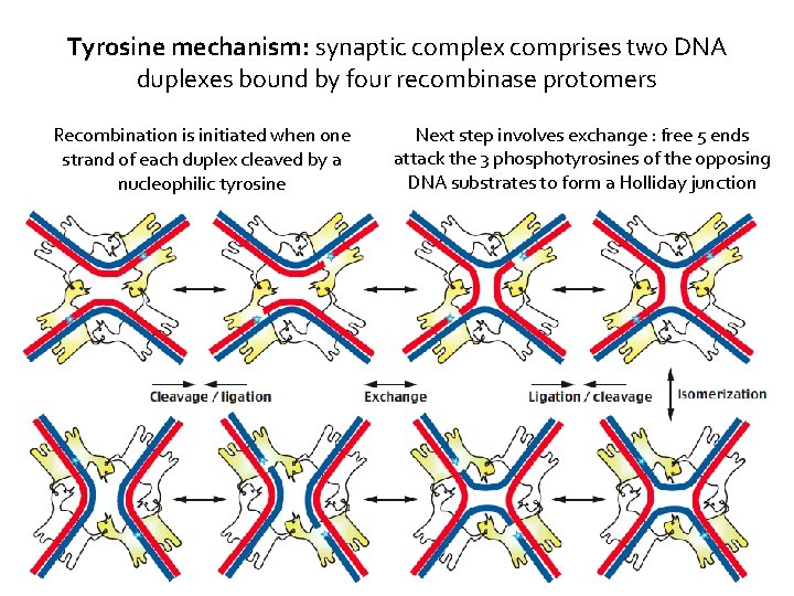Recombination Three possible outcomes of sitespecific inversion Types