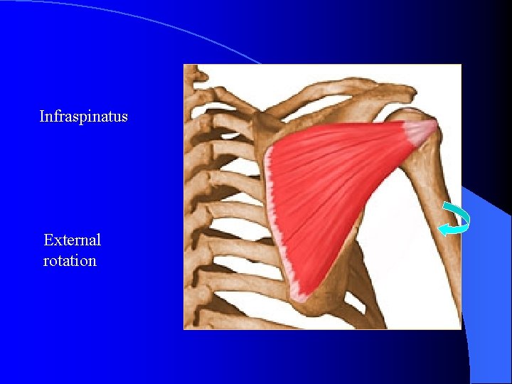 SHOULDER REGION MUSCLES Coracobrachialis Adduction of the shoulder
