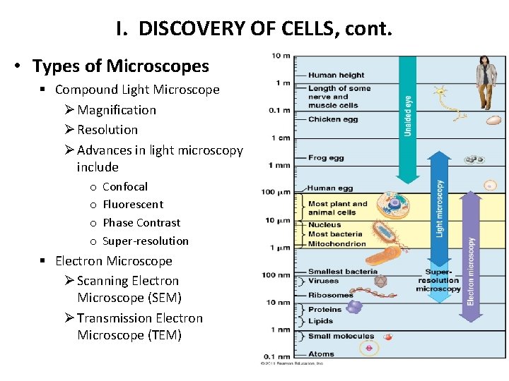 UNIT III CELL STRUCTURE FUNCTION Hillis Ch 4