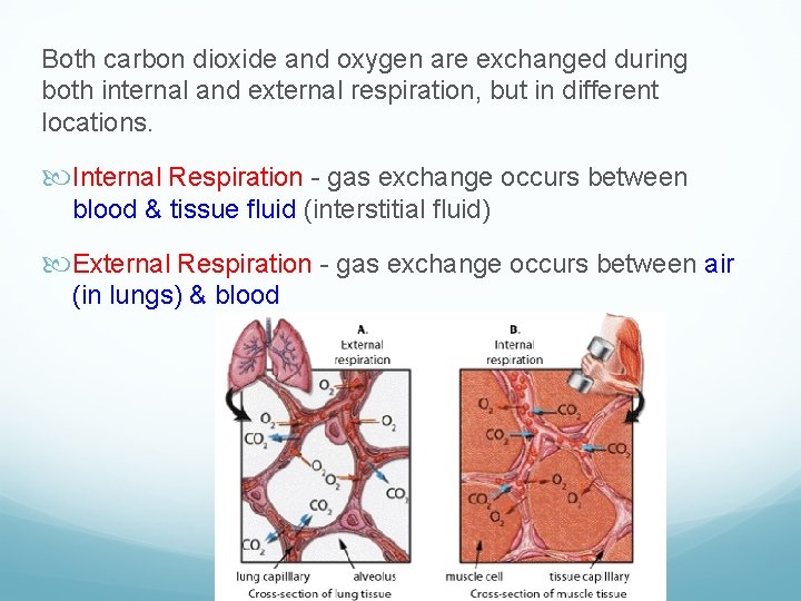 External Internal Respiration Both carbon dioxide and oxygen