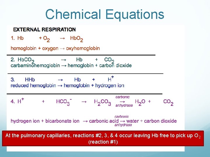 External Internal Respiration Both carbon dioxide and oxygen