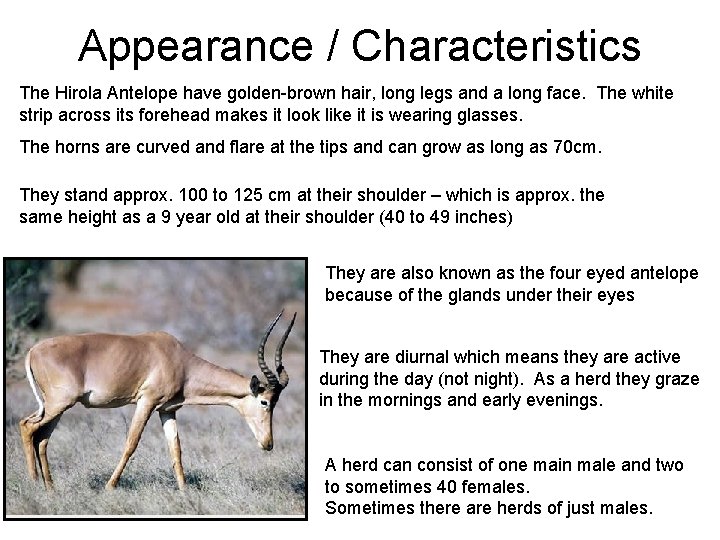THE HIROLA ANTELOPE BY ISHAN RAMAWICKRAMA AND LUCAS