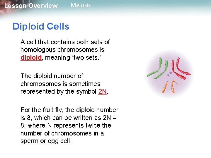 Lesson Overview 11 4 Meiosis Lesson Overview Meiosis