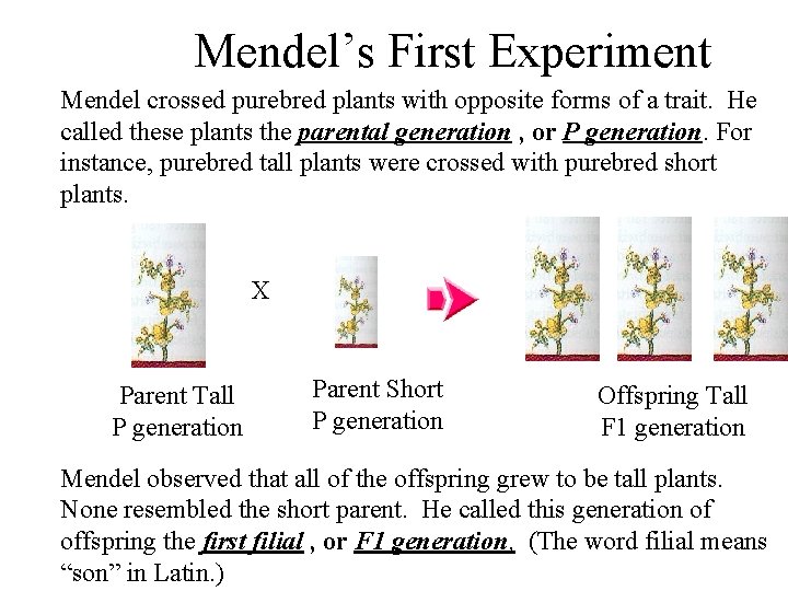 Life Science Genetics Gregor Mendel The basic laws