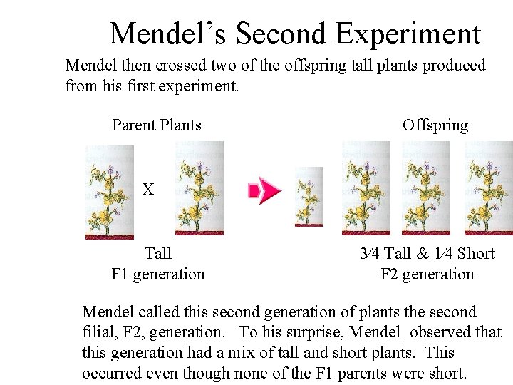 Life Science Genetics Gregor Mendel The basic laws