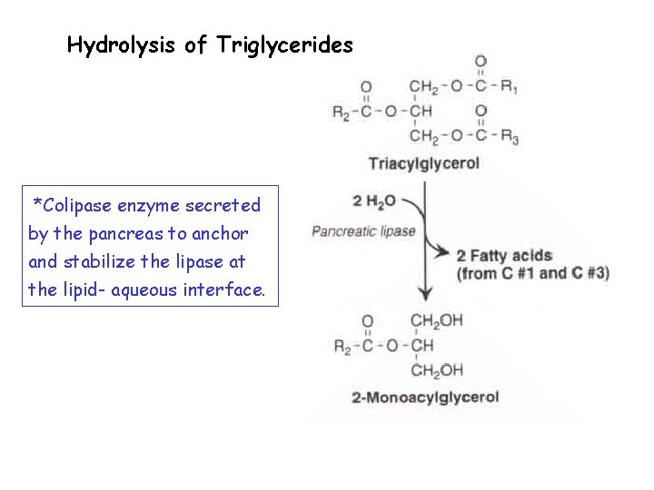 Lipid Metabolism Metabolism of dietary lipids Oxidation of