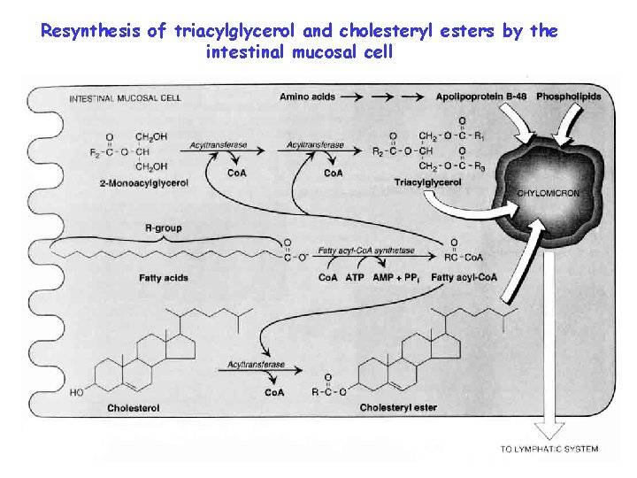 Lipid Metabolism Metabolism of dietary lipids Oxidation of