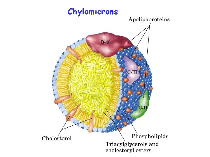 Lipid Metabolism Metabolism of dietary lipids Oxidation of