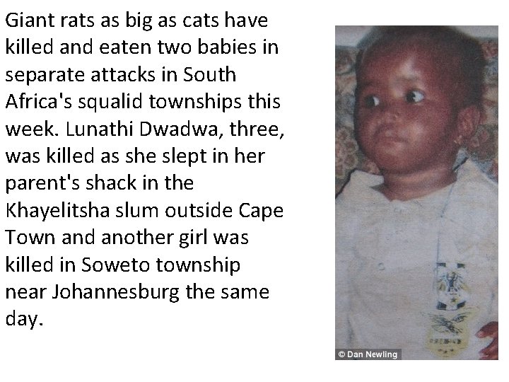 Giant rats eat two babies in South Africa