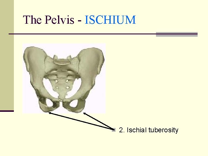 THE HIP JOINT e Skeletons com Skeletal System