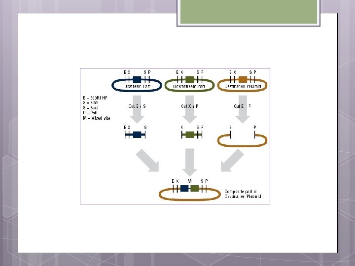 Flashing Bacteria Morgan Haskell Coby Turner What We