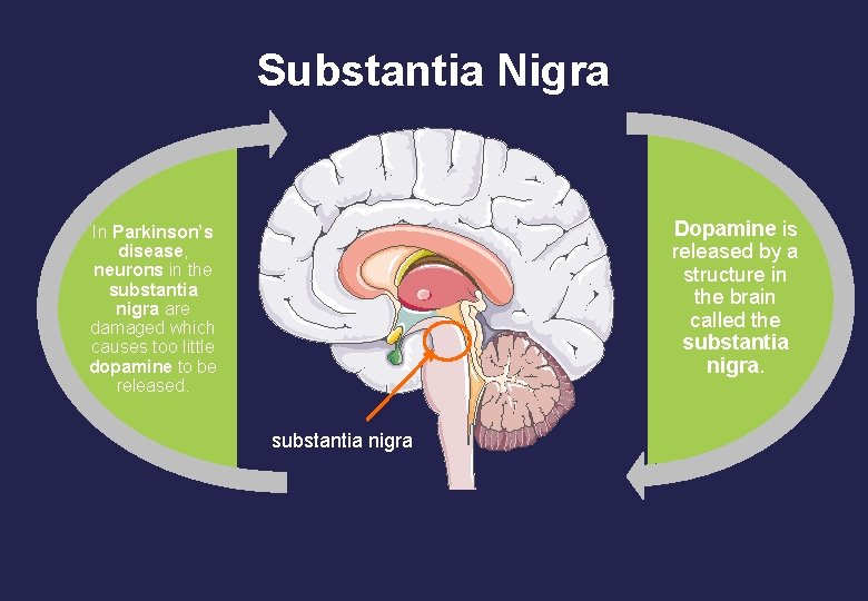 Introducing the BRAIN and Spinal Cord Any questions