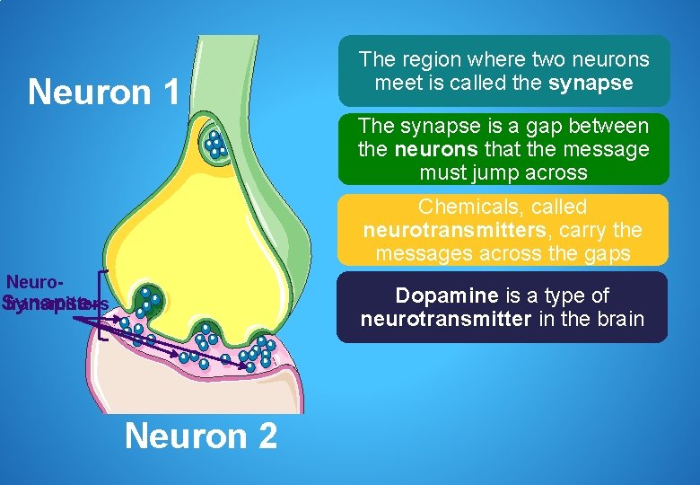 Introducing the BRAIN and Spinal Cord Any questions