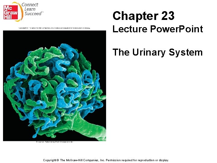 Chapter 23 Lecture Power Point The Urinary System
