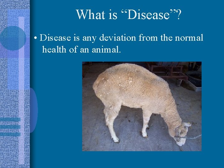 Detecting Unhealthy Animals Original Power Point Created by