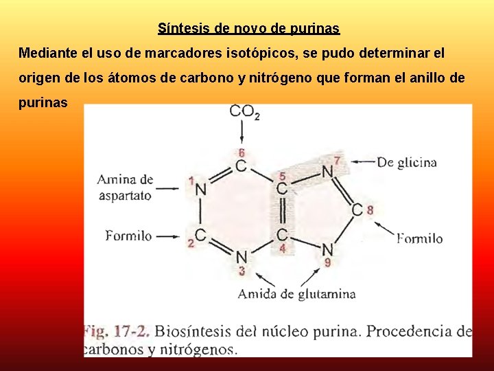 Biosntesis de bases pricas Hay dos tipos de