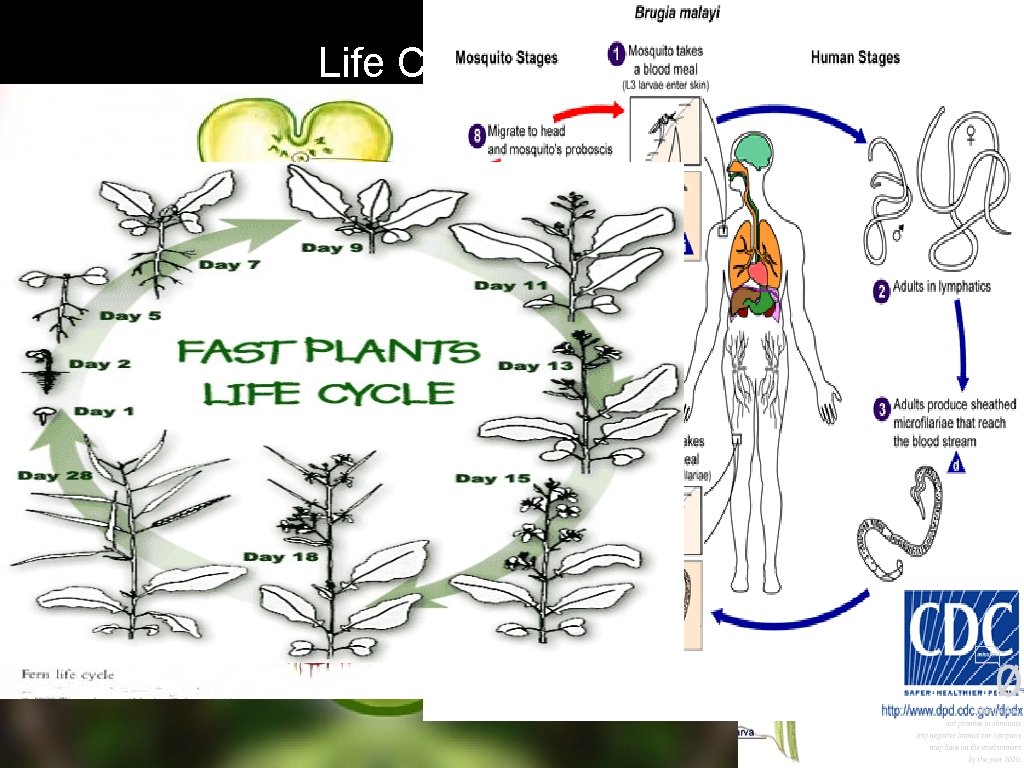 Sustainability Definition and Measures Natural Capitalism Stuart Jones