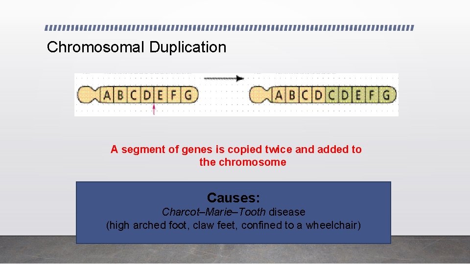 Meiosis Bell Work What is mitosis What types
