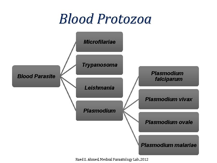Blood Parasites Raed Z Ahmed Medical Parasitology Lab
