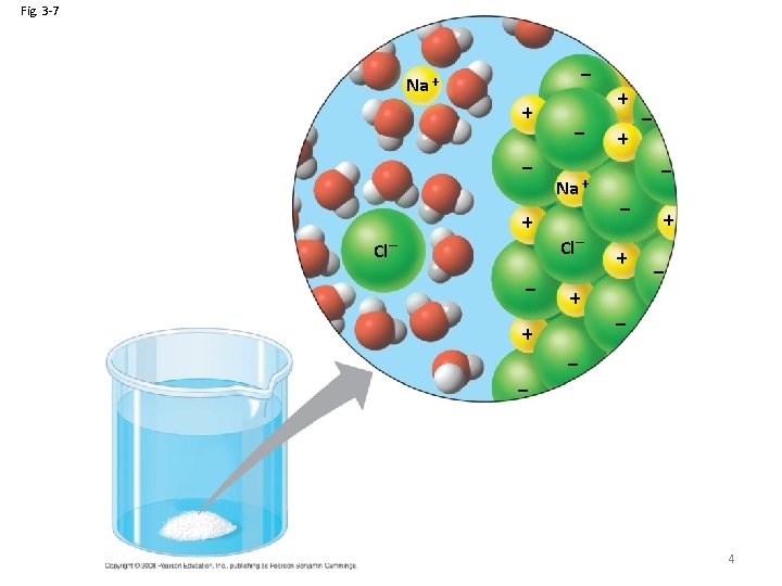Cohesion Collectively hydrogen bonds hold water molecules together