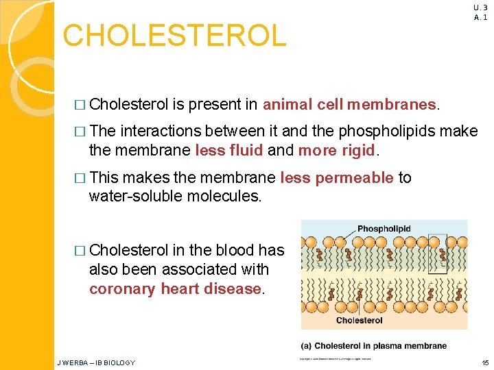 MEMBRANE Structure The structure of biological membranes makes