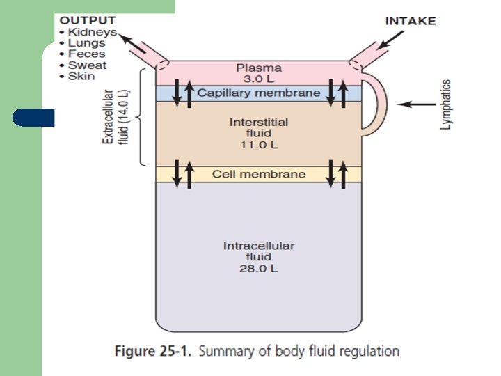 Fundamentals of Blood Biochemistry BCH 220 DR MANSOUR