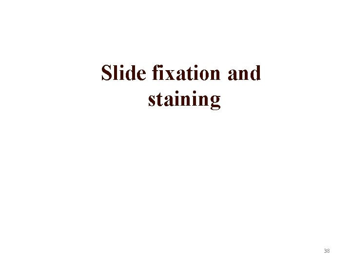 Examination of Peripheral Blood Smear Dr S Homathy